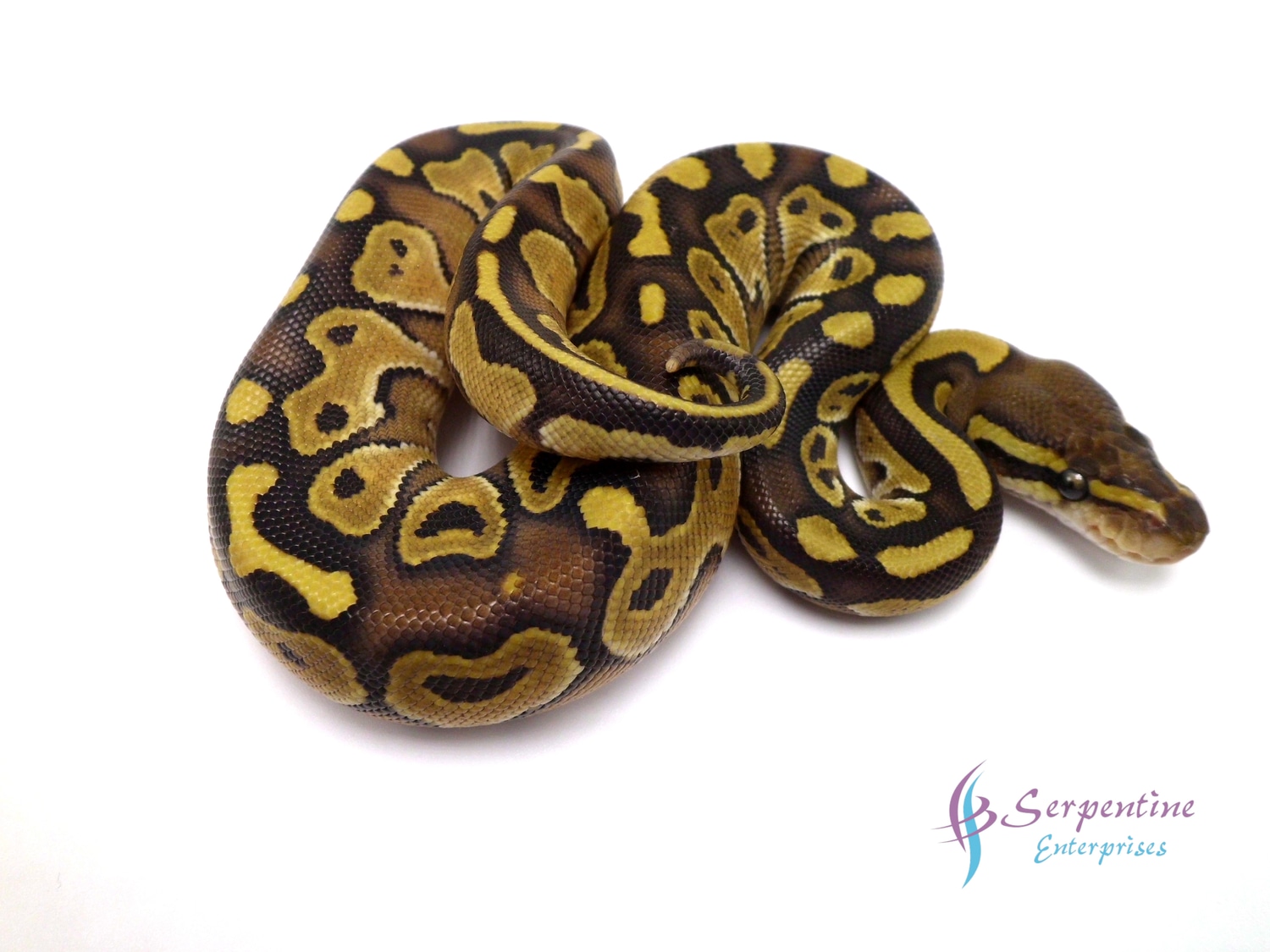 Lesser Ball Python by Serpentine Enterprises - MorphMarket