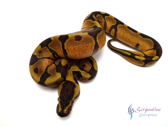 Enchi Ball Python by Serpentine Enterprises