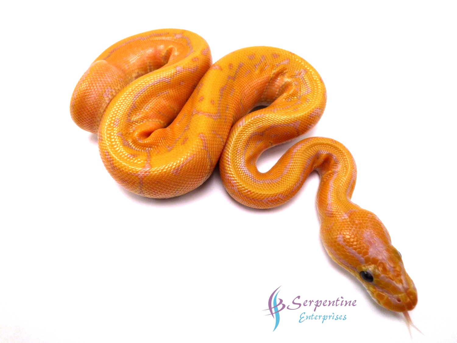 Banana Pinstripe Ball Python by Serpentine Enterprises - MorphMarket