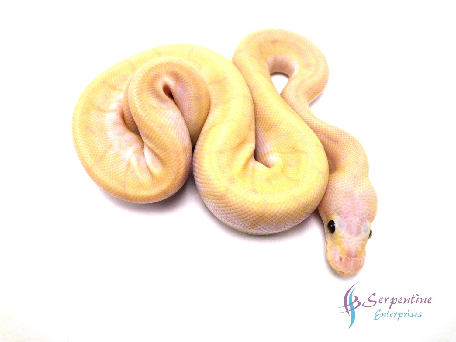 Banana Spinner Ball Python by Serpentine Enterprises - MorphMarket