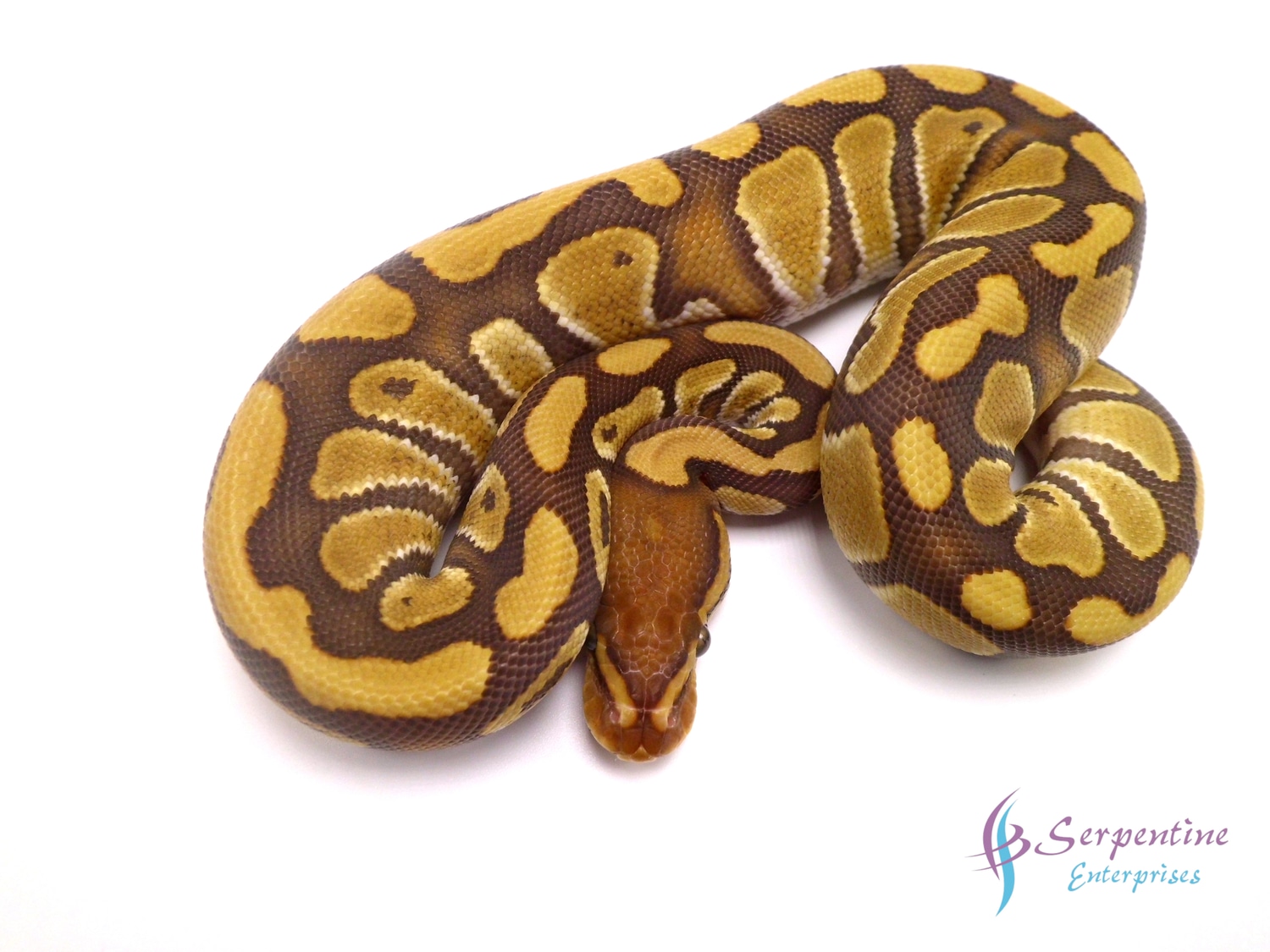 Caramel Albino Ball Python by Serpentine Enterprises - MorphMarket