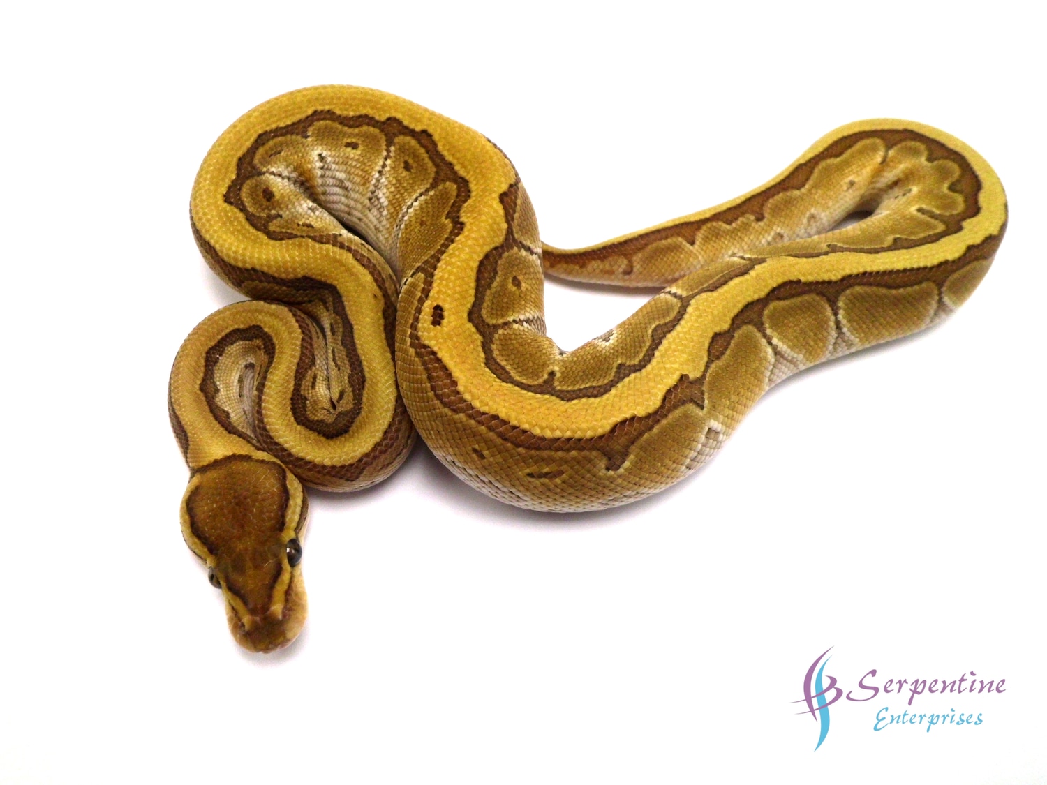 Kingpin Ball Python by Serpentine Enterprises - MorphMarket