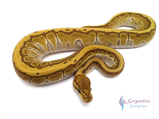 Kingpin Ball Python by Serpentine Enterprises