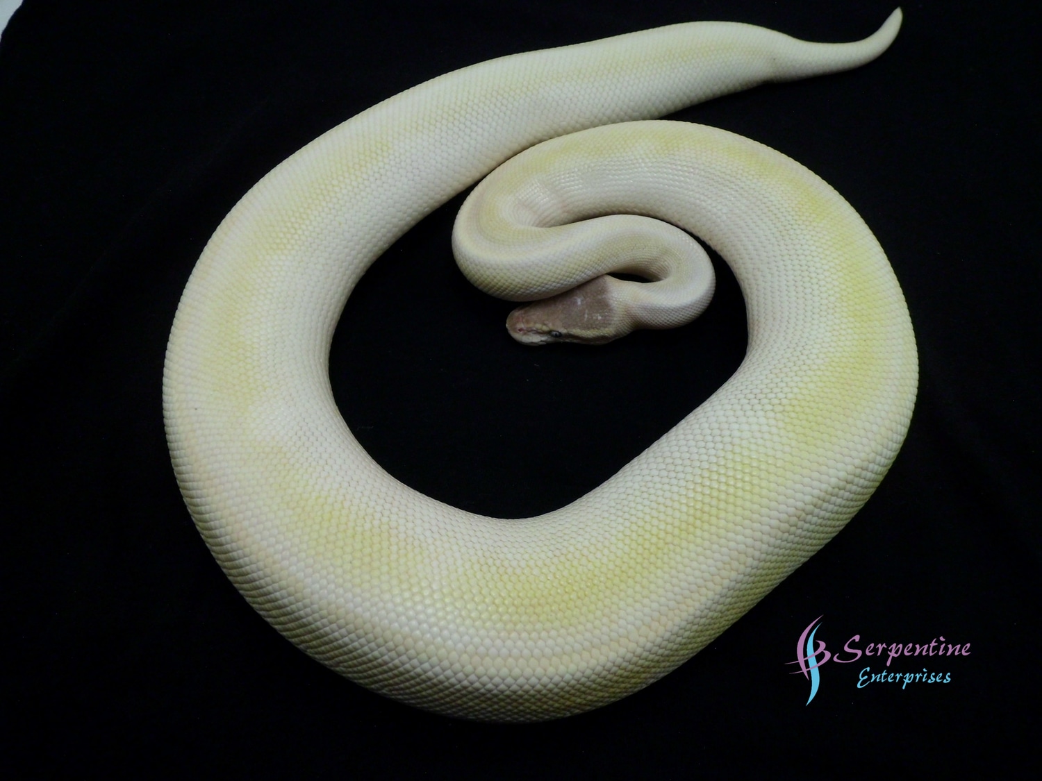 Super Mojave Probable Enchi Ball Python by Serpentine Enterprises ...