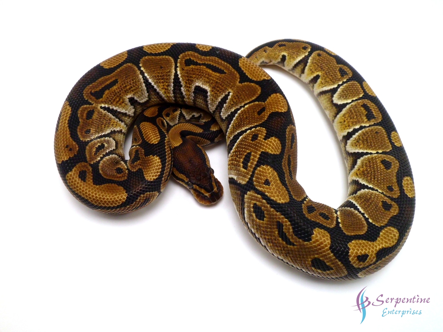 Special Ball Python by Serpentine Enterprises - MorphMarket