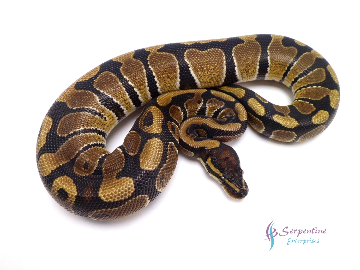 100% Double Het Albino/Pied Ball Python by Serpentine Enterprises ...
