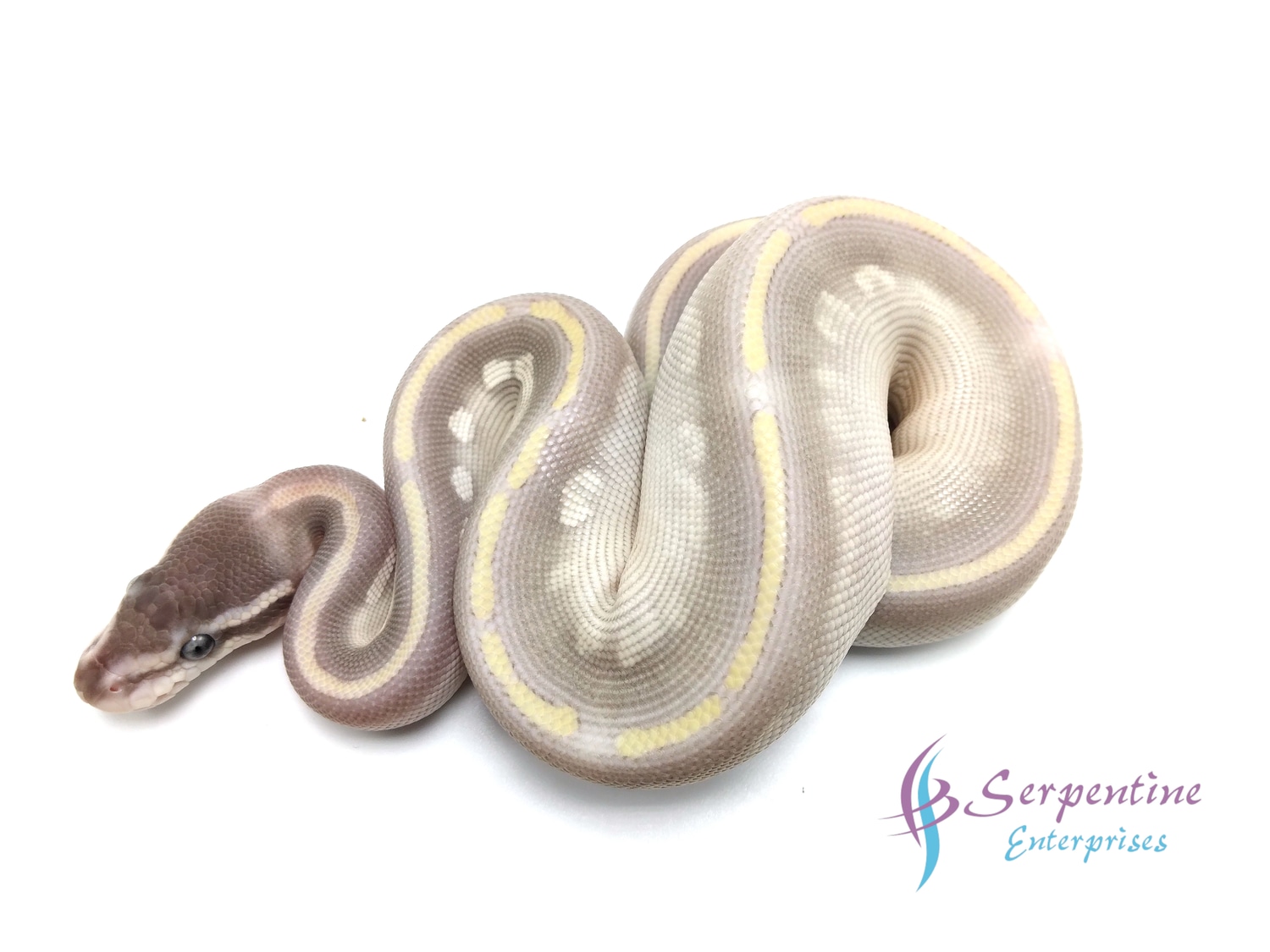 Mystic Potion Ball Python by Serpentine Enterprises - MorphMarket