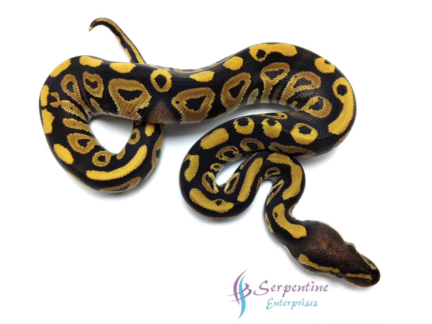 Mystic Ball Python by Serpentine Enterprises - MorphMarket