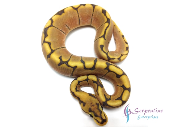 Honey Bee Ball Python by Serpentine Enterprises