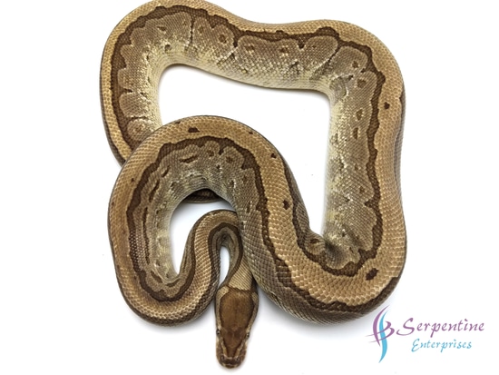 KIngpin Ball Python by Serpentine Enterprises