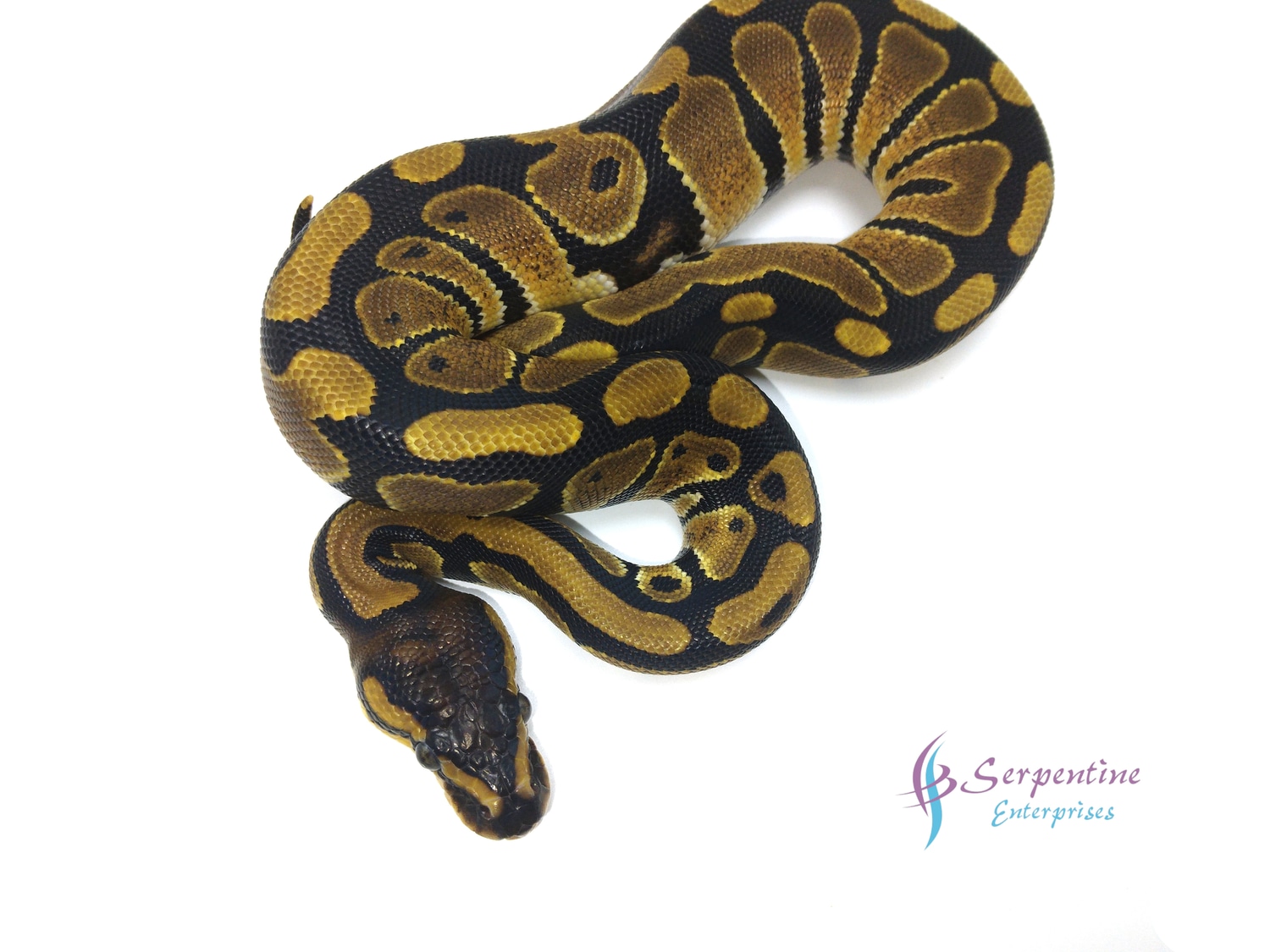 100% Double Het Albino/Pied Ball Python by Serpentine Enterprises ...