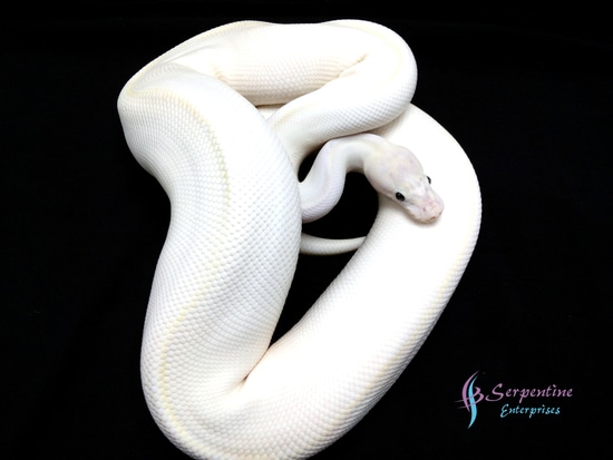 Ivory (Super Yellow Belly) Ball Python by Serpentine Enterprises