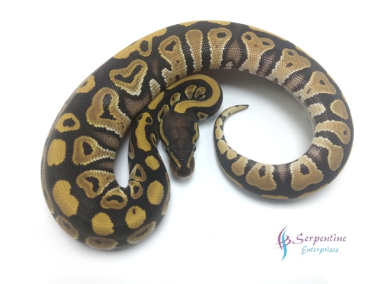 Mystic Ball Python by Serpentine Enterprises