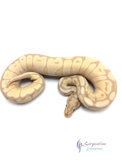 Banana Mojave Spider Ball Python by Serpentine Enterprises