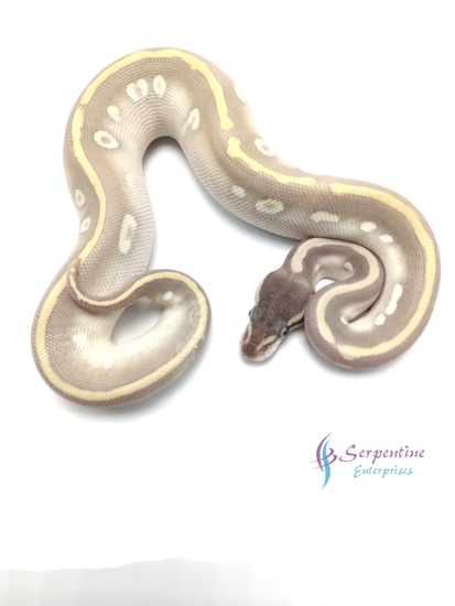 Mystic Potion Ball Python by Serpentine Enterprises