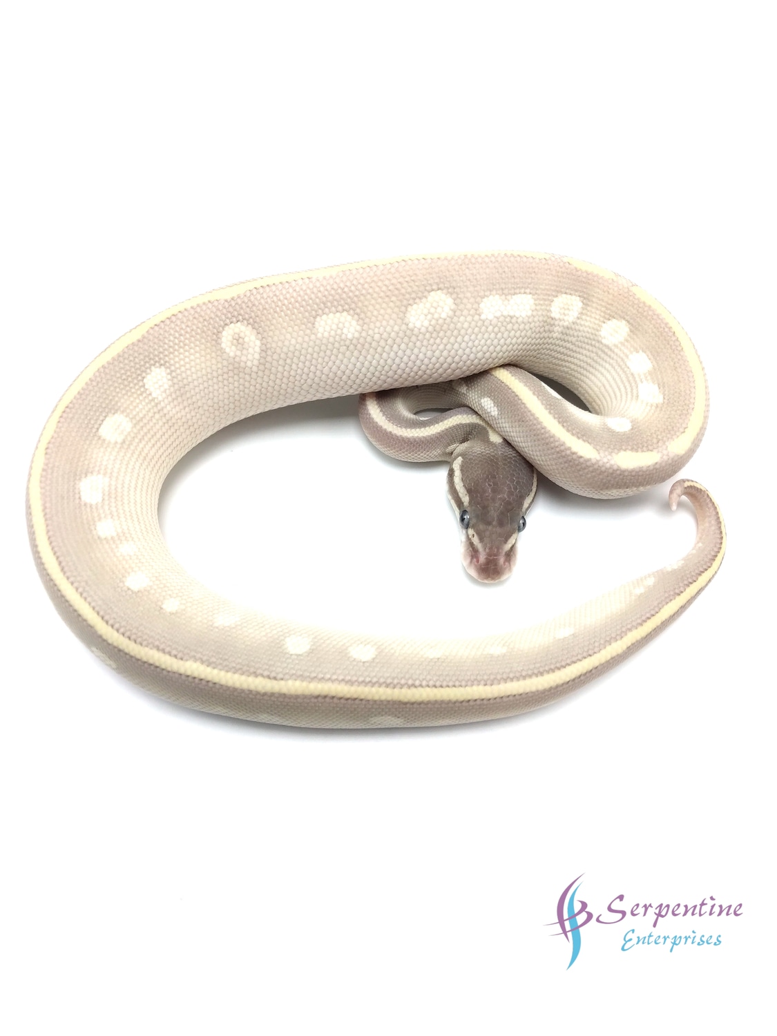 Mystic Potion Ball Python by Serpentine Enterprises - MorphMarket