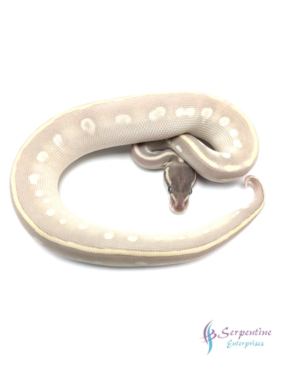 Mystic Potion Ball Python by Serpentine Enterprises