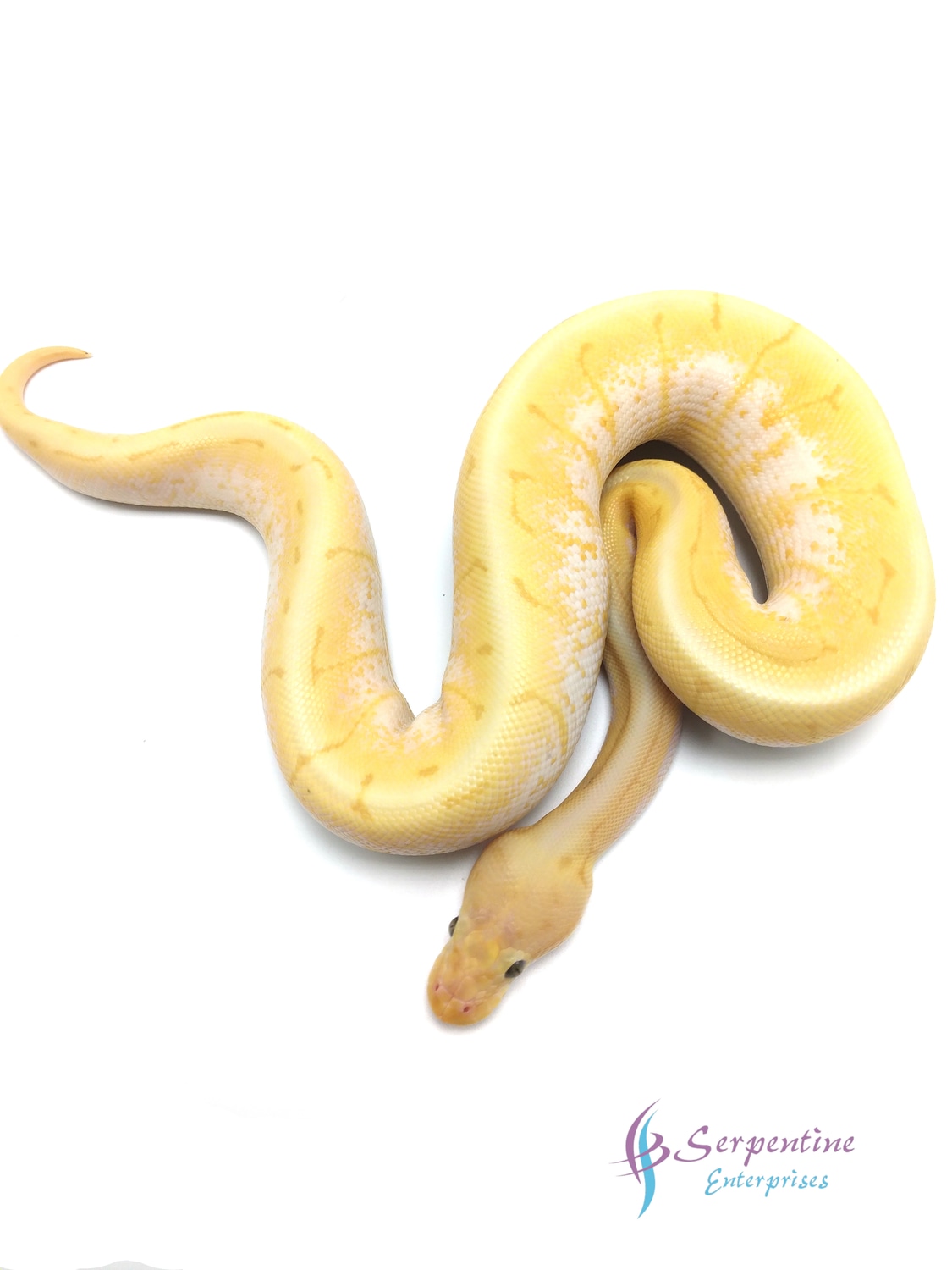 Banana Spinner Ball Python by Serpentine Enterprises - MorphMarket