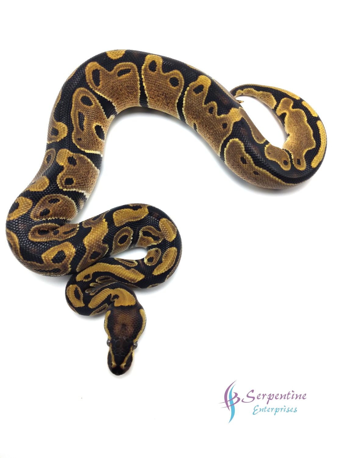 100% Het Pied Ball Python by Serpentine Enterprises - MorphMarket