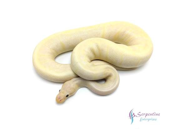 Super Banana Lemon Blast Ball Python by Serpentine Enterprises