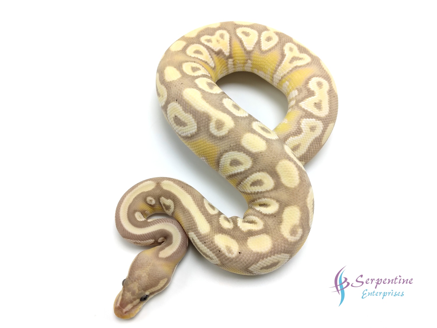 Banana Mojave Ball Python by Serpentine Enterprises - MorphMarket