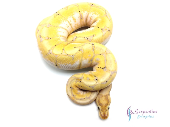 Banana Spider Ball Python by Serpentine Enterprises