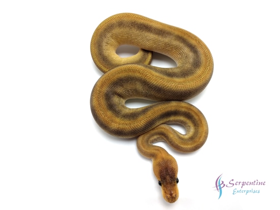 Champagne Pinstripe Ball Python by Serpentine Enterprises