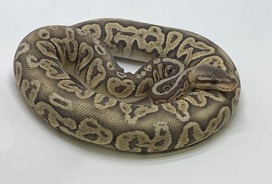 Black Pewter Ghost Ball Python by Serpentine Exotics