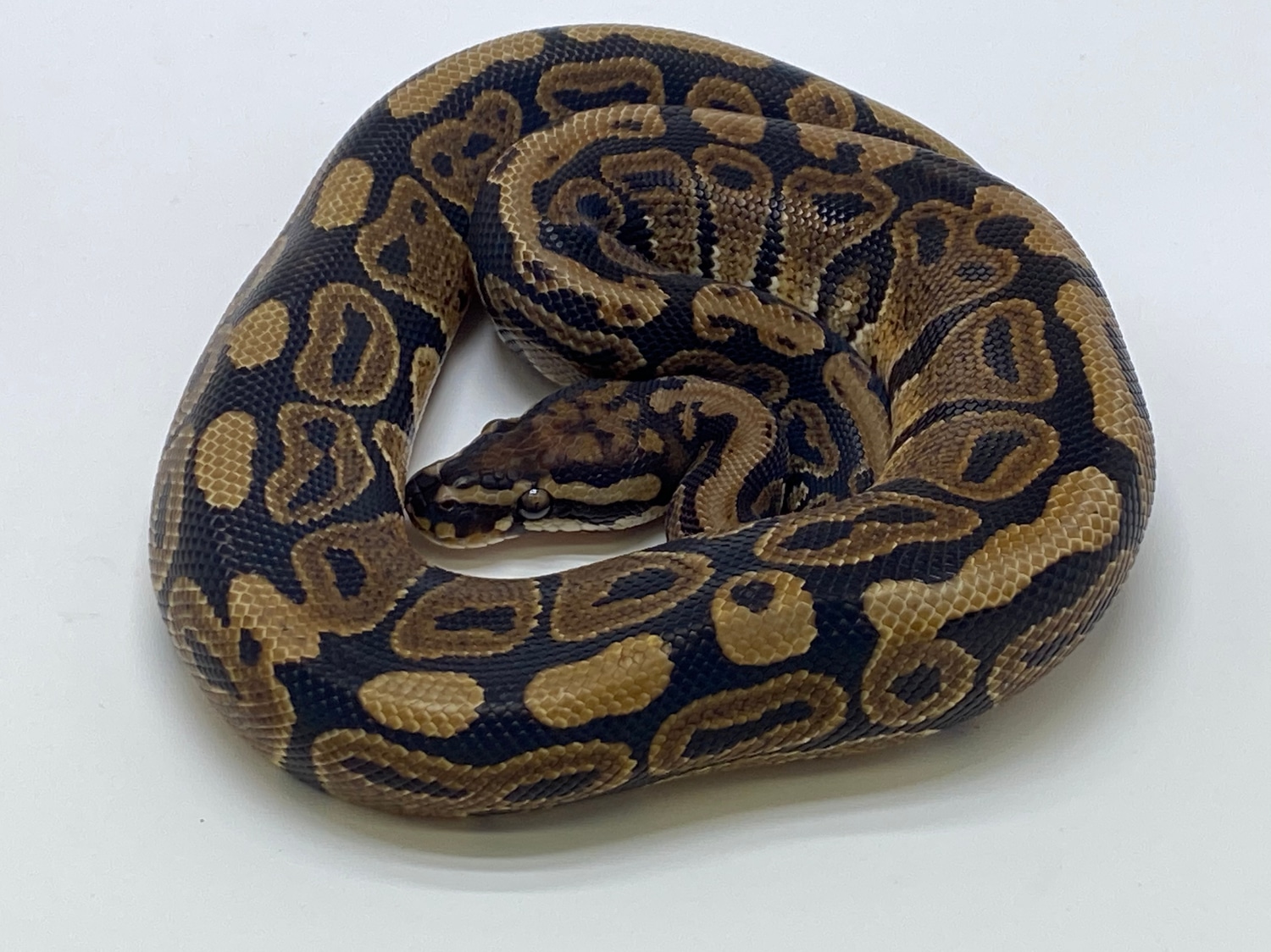 Spotnose Ball Python by Serpentine Exotics - MorphMarket