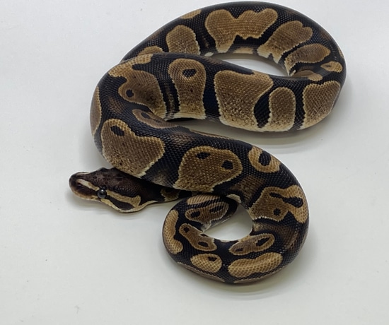 Scaleless Head Ball Python by Serpentine Exotics