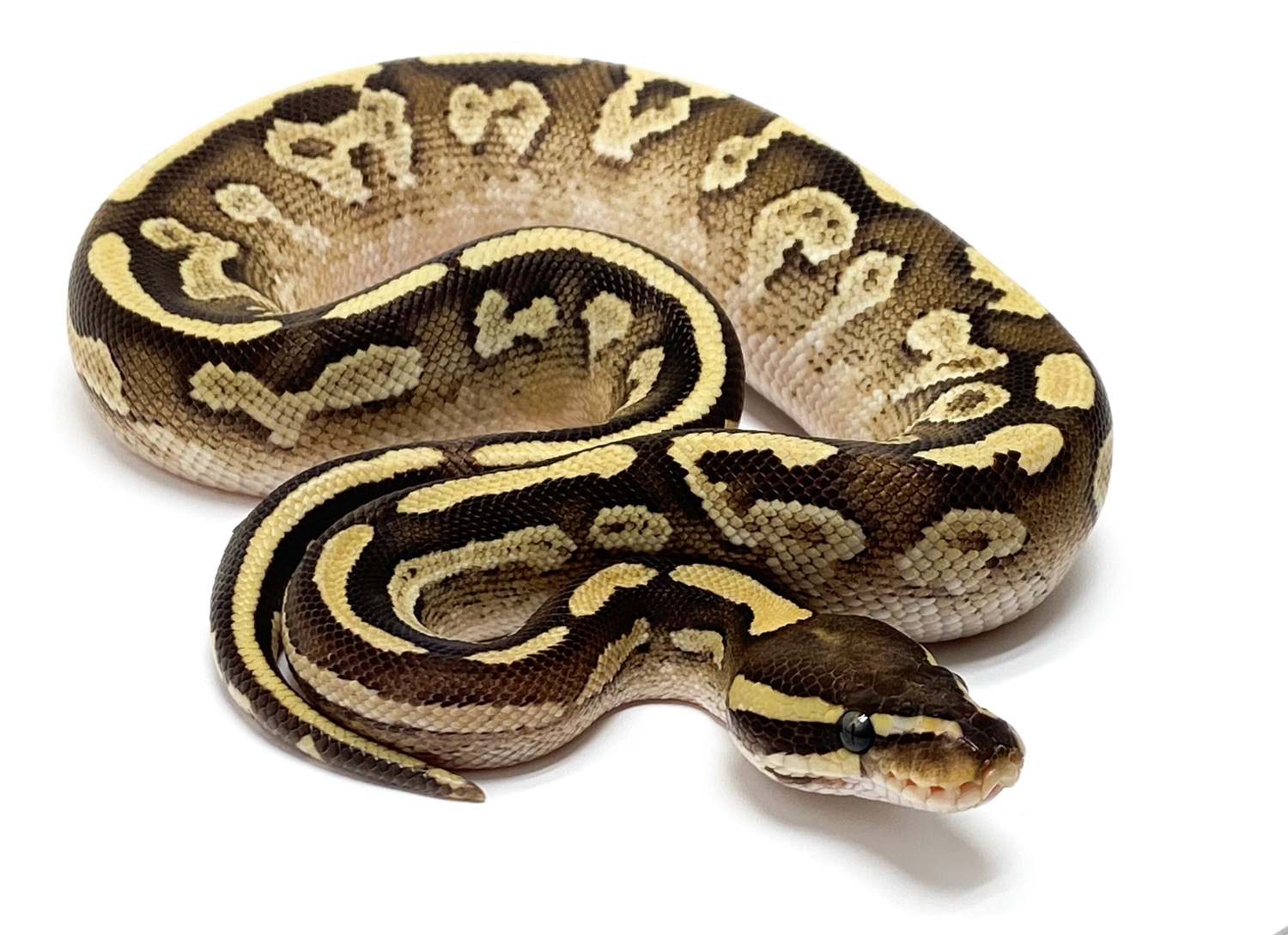 Mojave Disco Yellow Belly Ball Python by Serpentine Exotics - MorphMarket