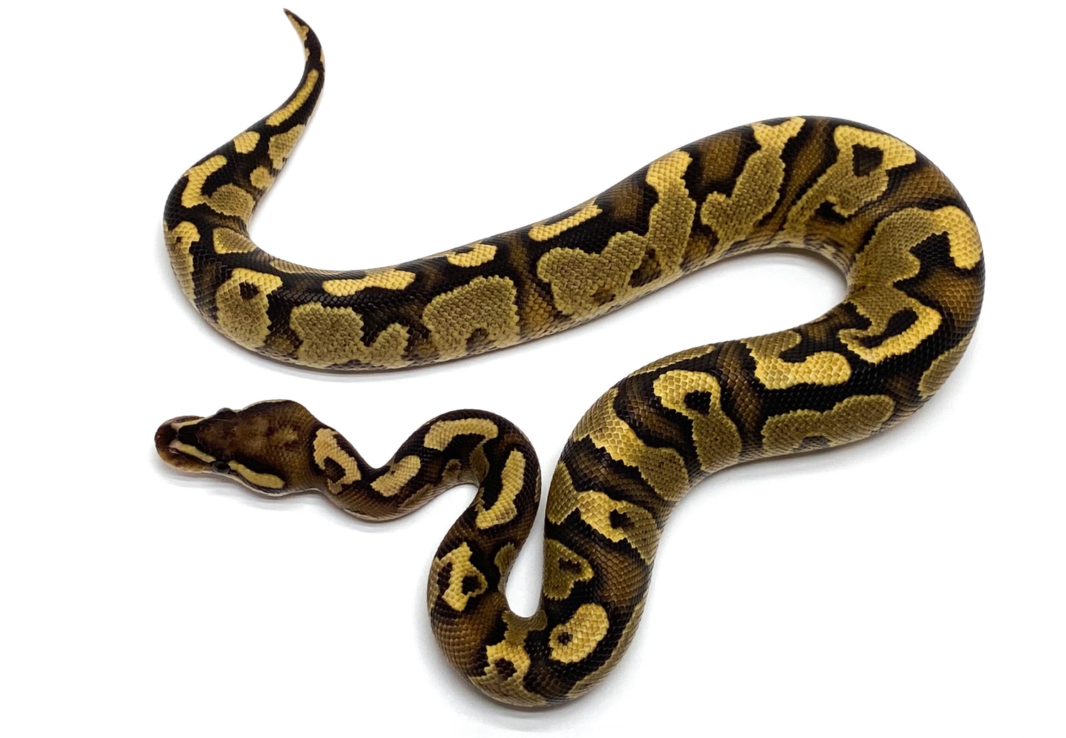 Fire Yellow Belly Ball Python by Serpentine Exotics - MorphMarket