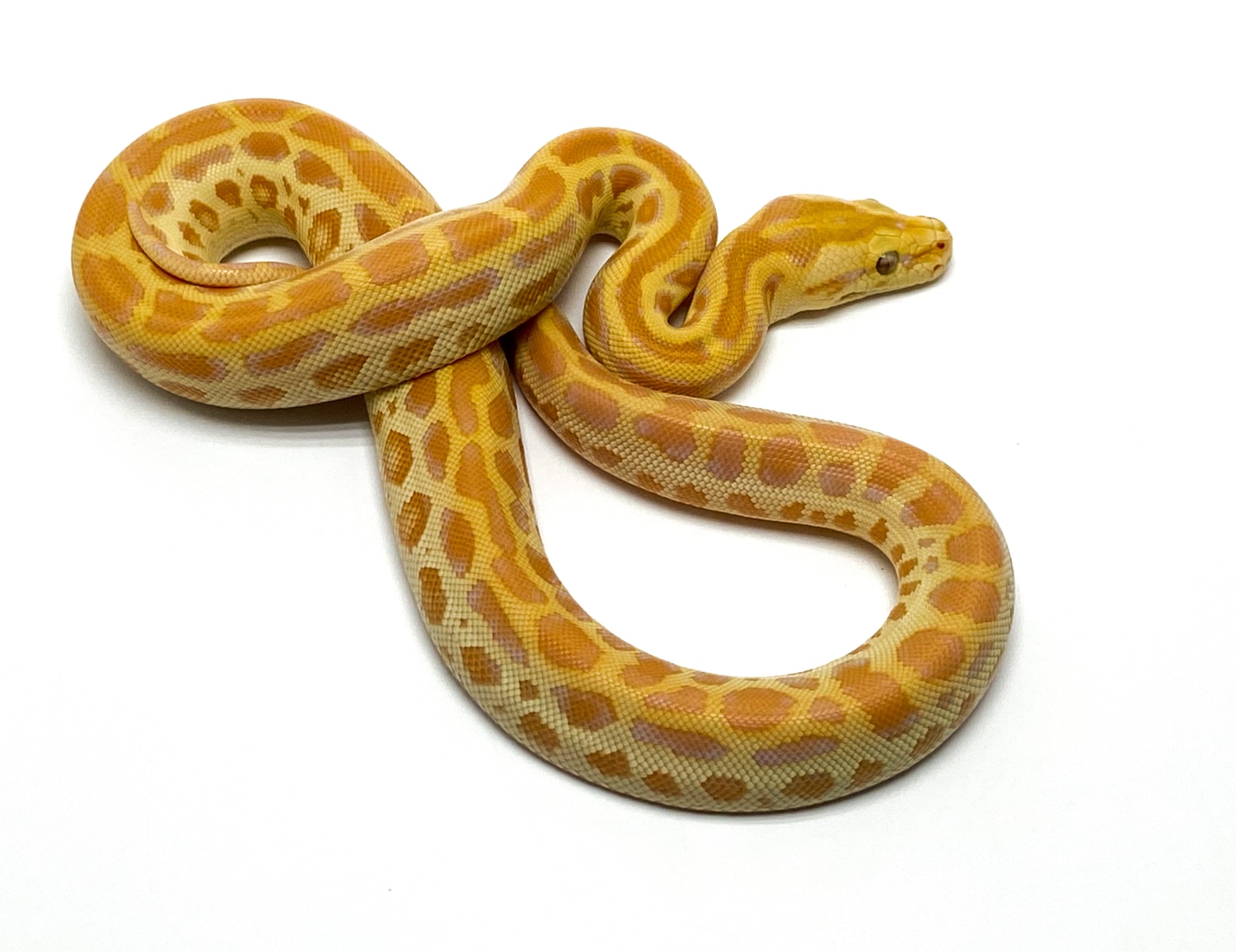Pearl Het Green Burmese Python by Serpentine Exotics - MorphMarket
