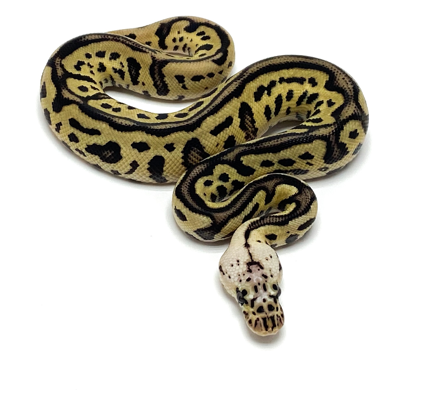 Pastel Batman Possible Het Pied Ball Python by Serpentine Exotics ...
