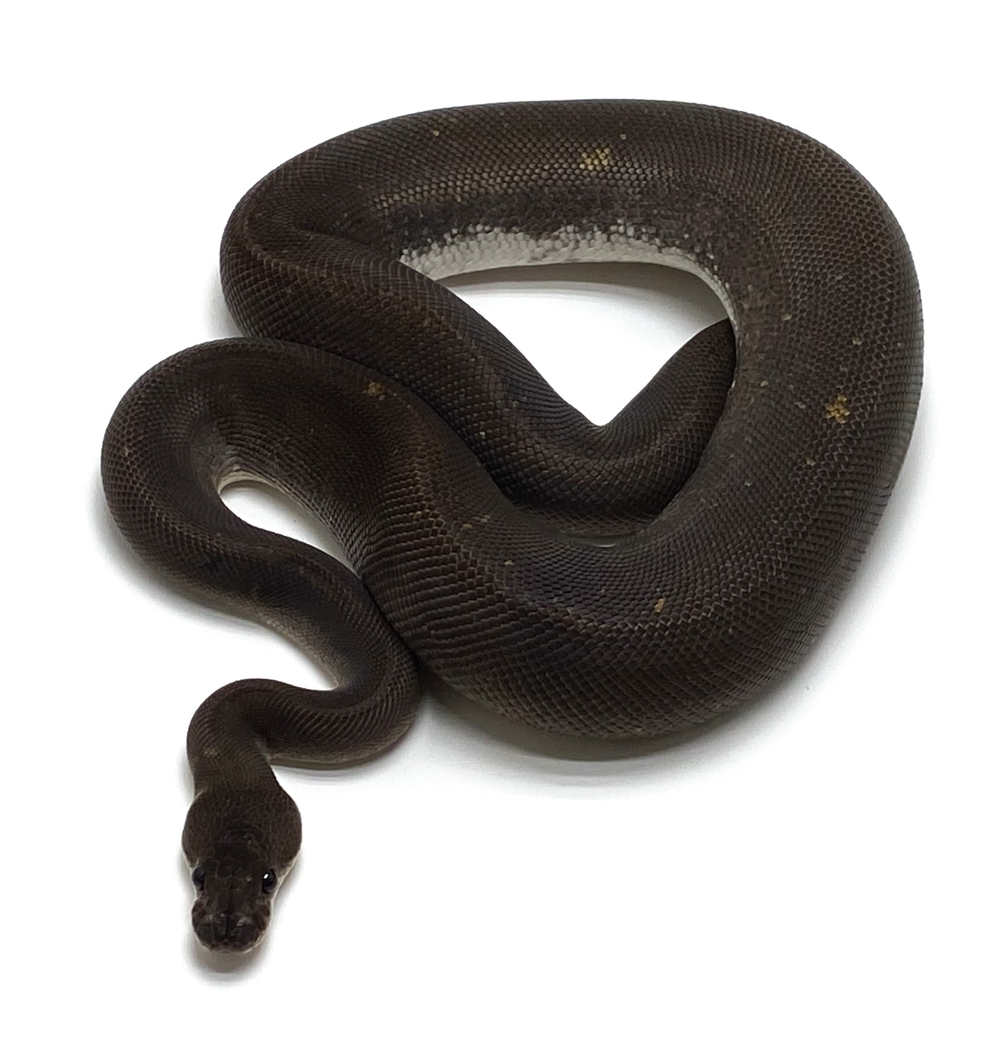 8 Ball Python by Serpentine Exotics - MorphMarket