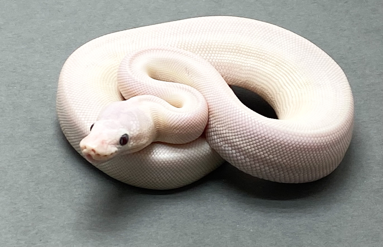 Blue Eyed Leucistic (Lesser Mojave Or Super Lesser) Ball Python by ...