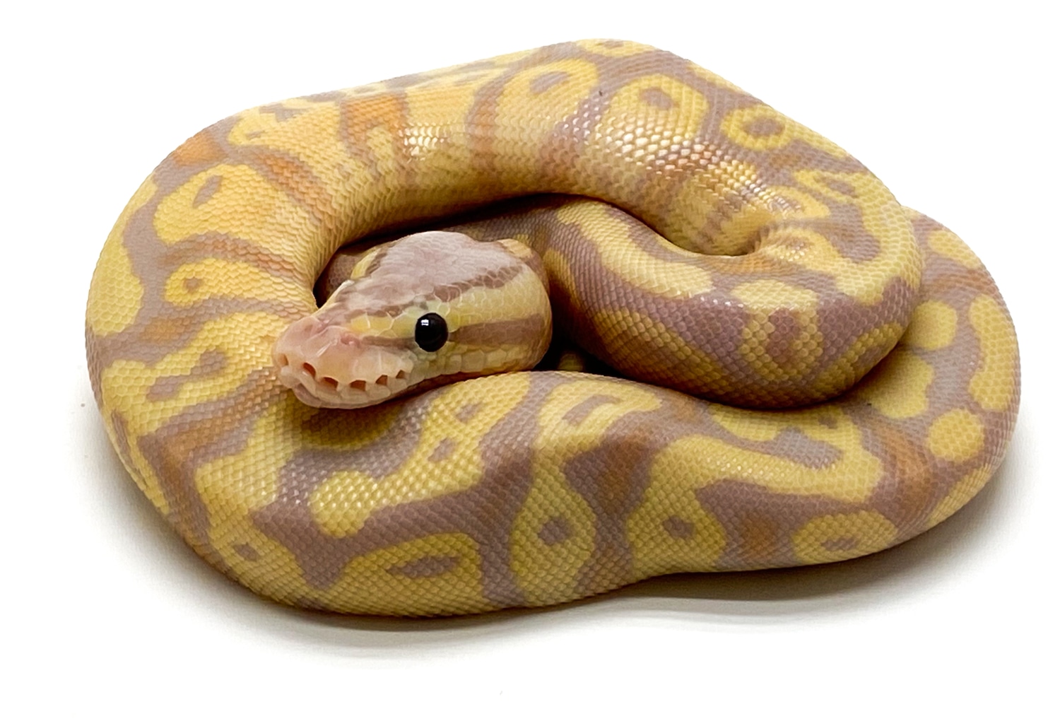Banana Firefly Het Clown Ball Python by Serpentine Exotics - MorphMarket