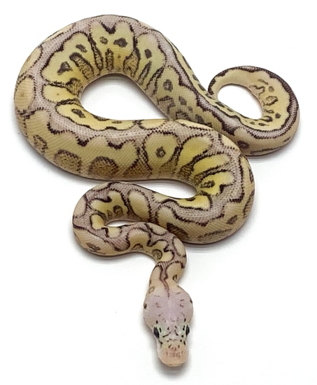 Superfly Spotnose Yellow Belly Clown Ball Python by Serpentine Exotics