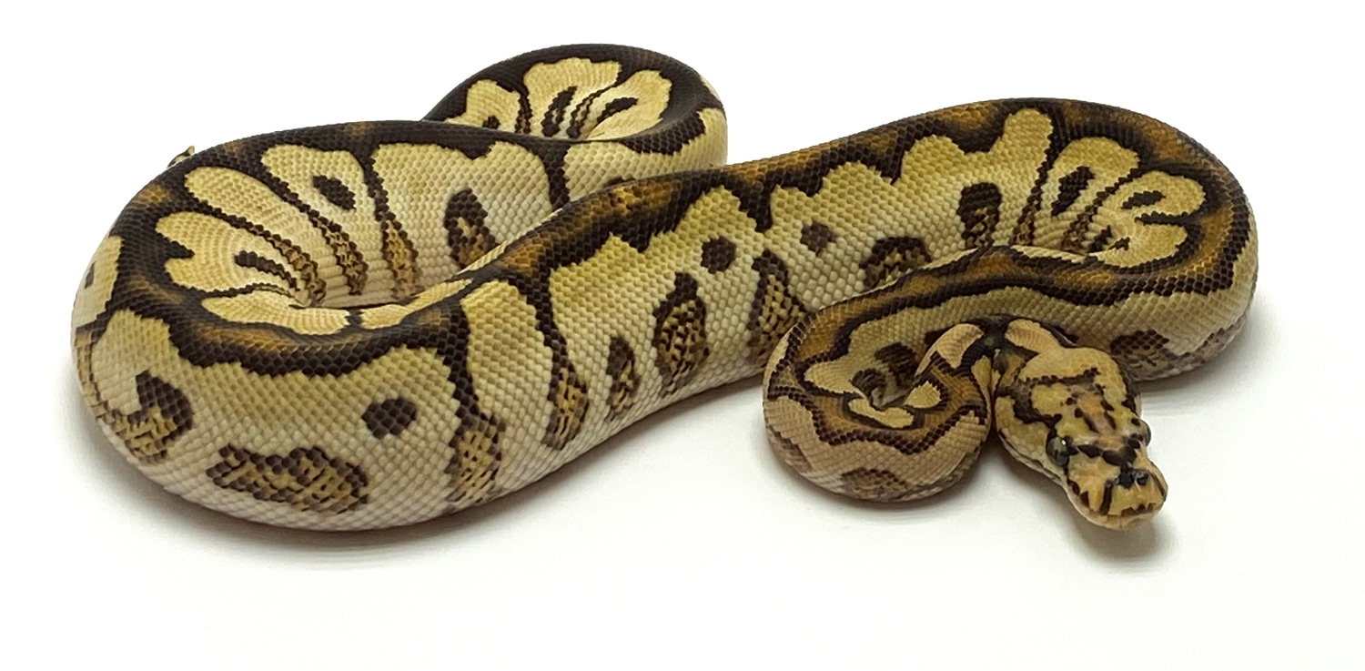 Fire Spotnose Clown Ball Python by Serpentine Exotics - MorphMarket