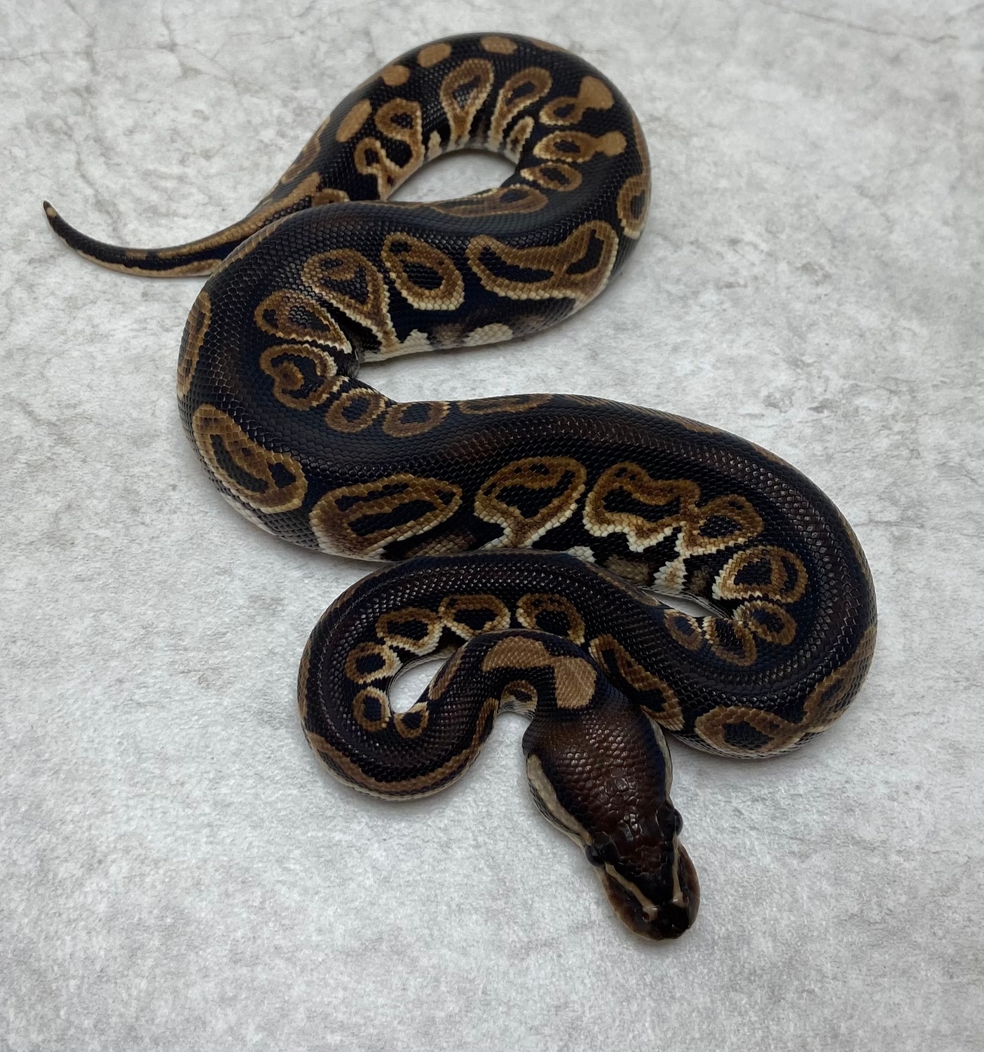 Black Pastel Het Clown Ball Python by Serpentine Exotics - MorphMarket