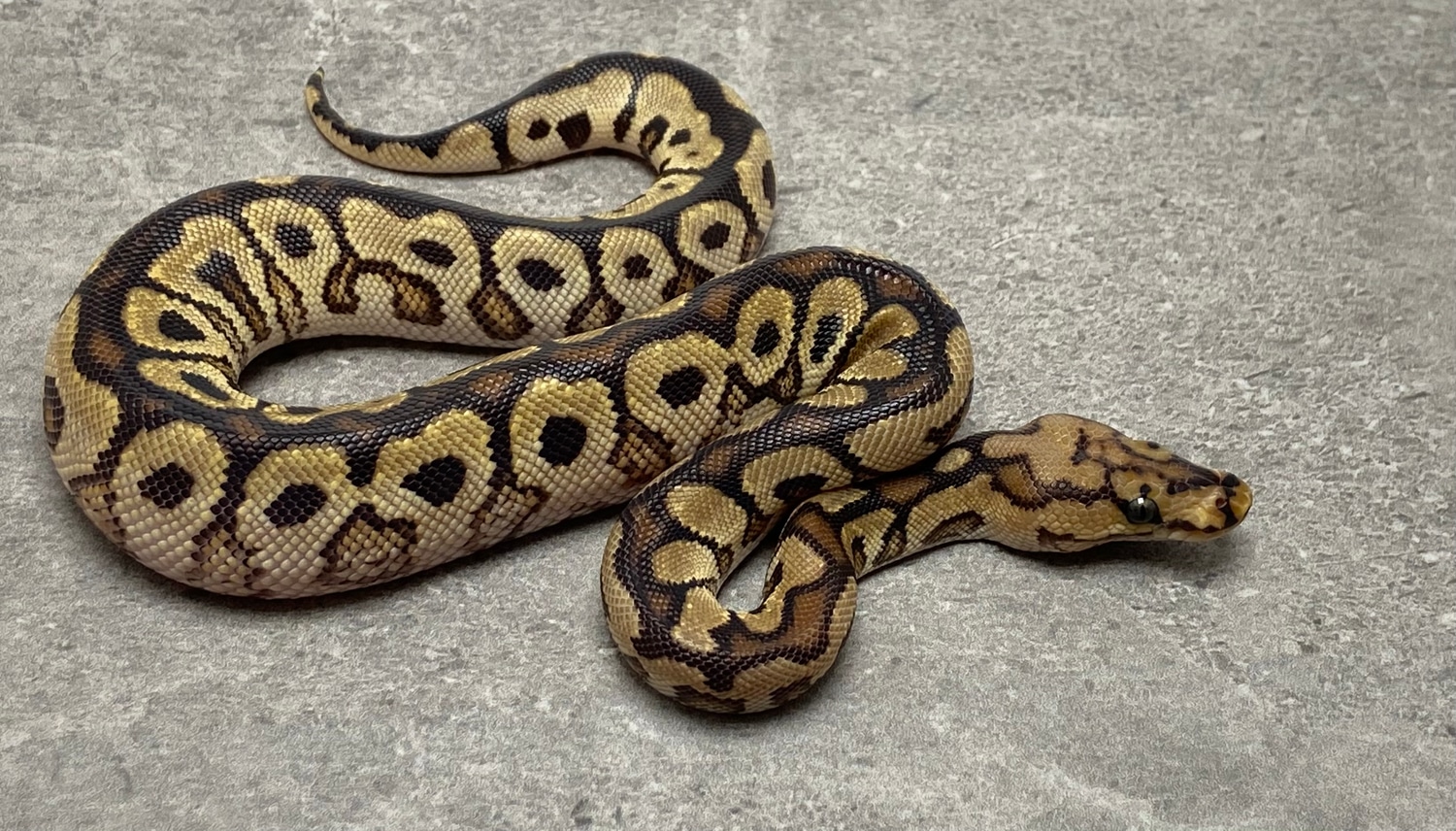 Spotnose Clown Ball Python by Serpentine Exotics - MorphMarket