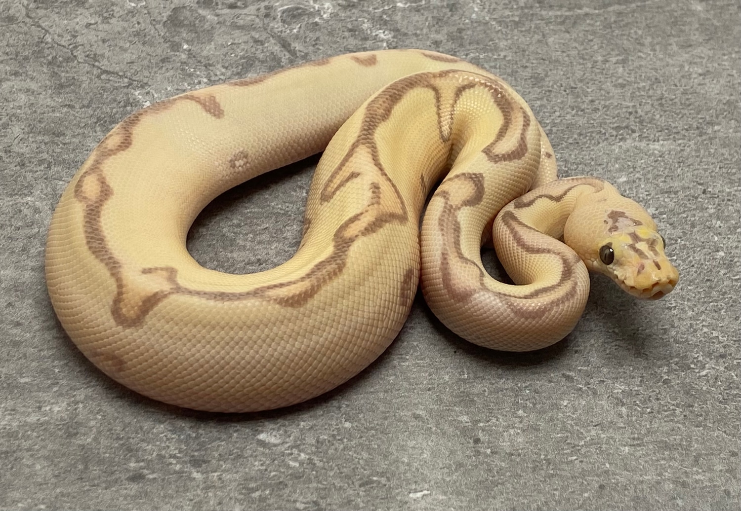 Pastel Banana Enchi Leopard Clown Ball Python by Serpentine Exotics - MorphMarket