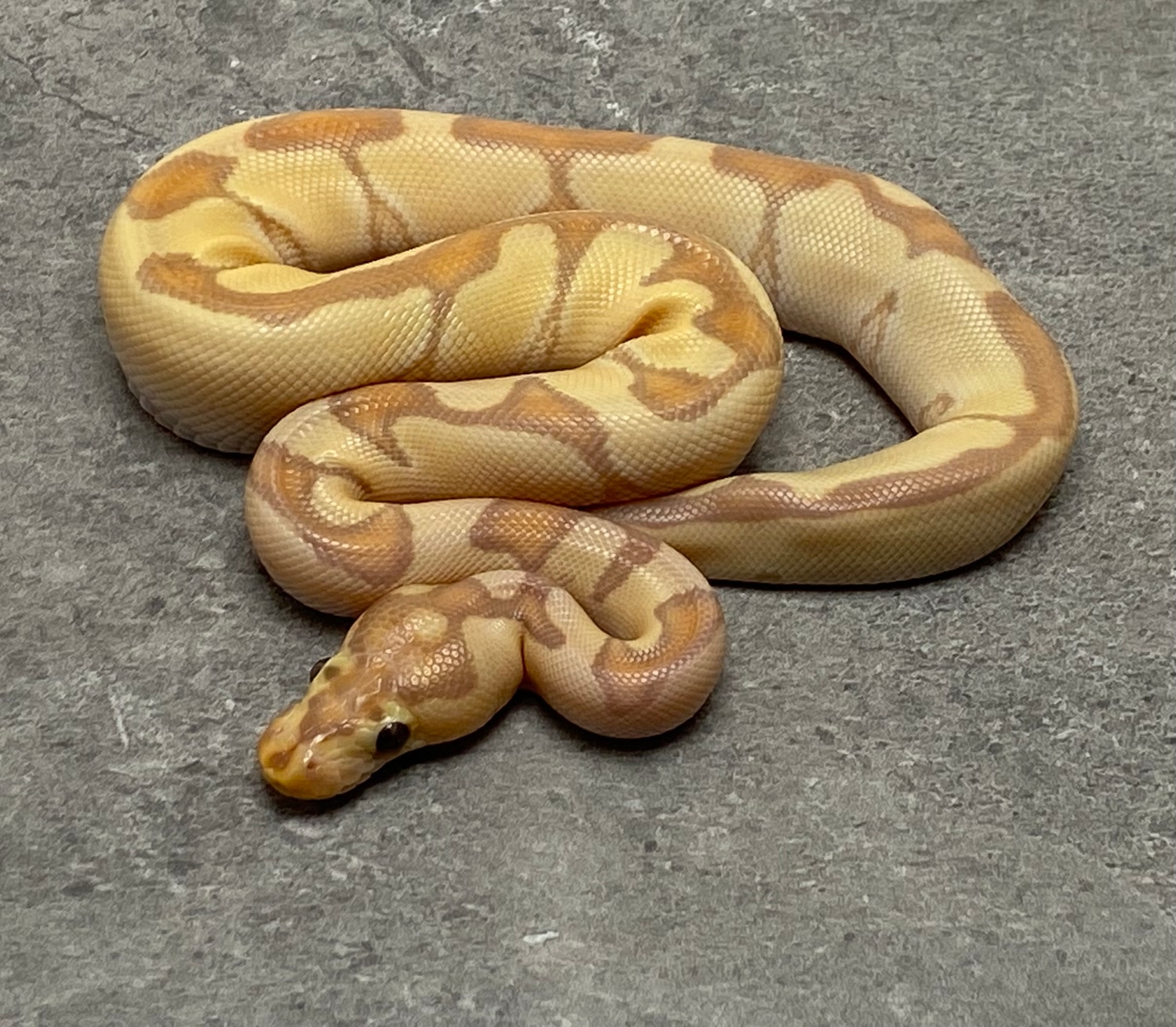 Banana Enchi Clown Ball Python by Serpentine Exotics - MorphMarket