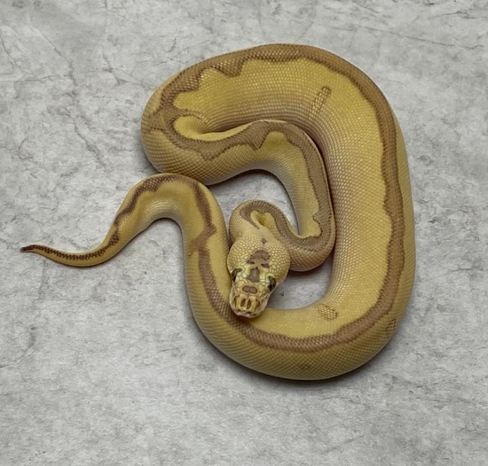 Pastel Lesser Leopard Enchi Clown Ball Python by Serpentine Exotics