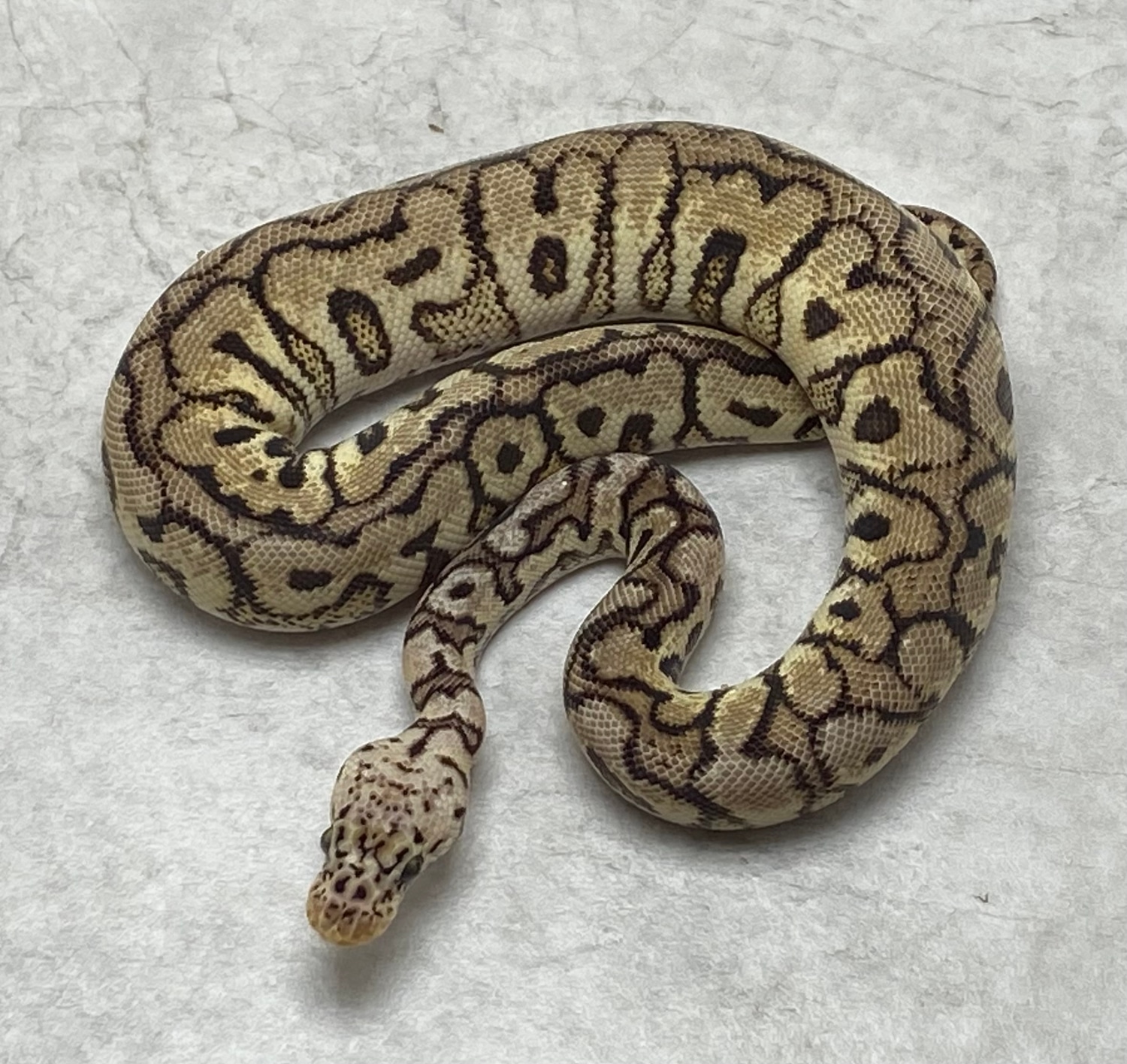 Firefly Spotnose Clown Ball Python by Serpentine Exotics - MorphMarket
