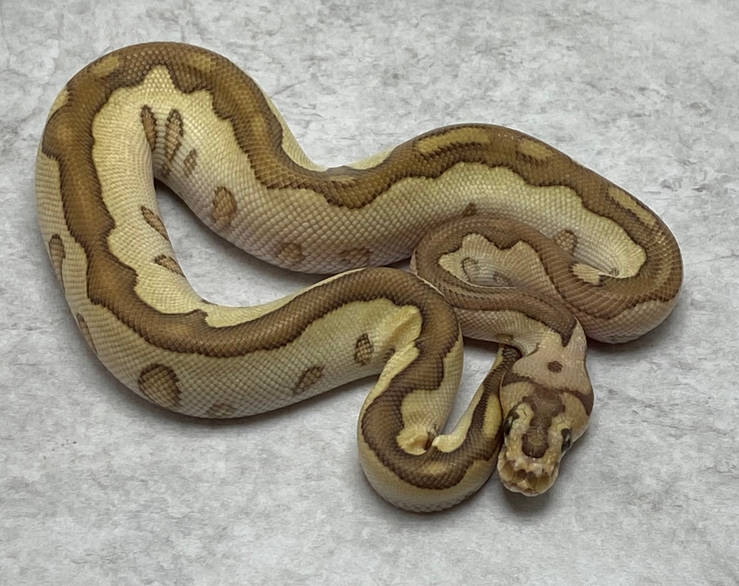 Lesser Leopard Clown Ball Python by Serpentine Exotics - MorphMarket