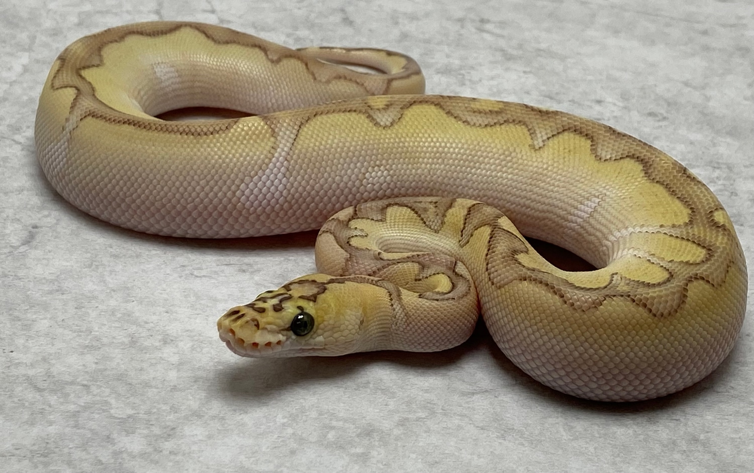 Pastel Lesser Enchi Clown Ball Python by Serpentine Exotics - MorphMarket