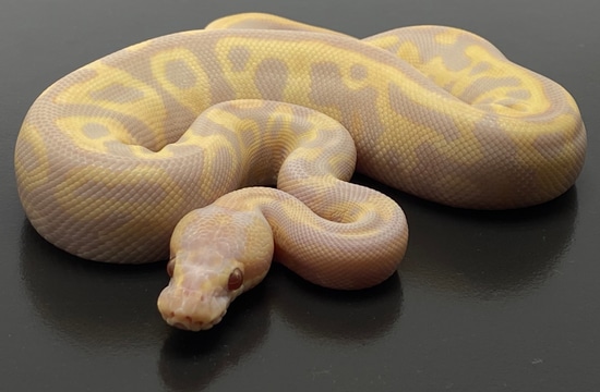 Candino Leopard Ball Python by Serpentine Exotics