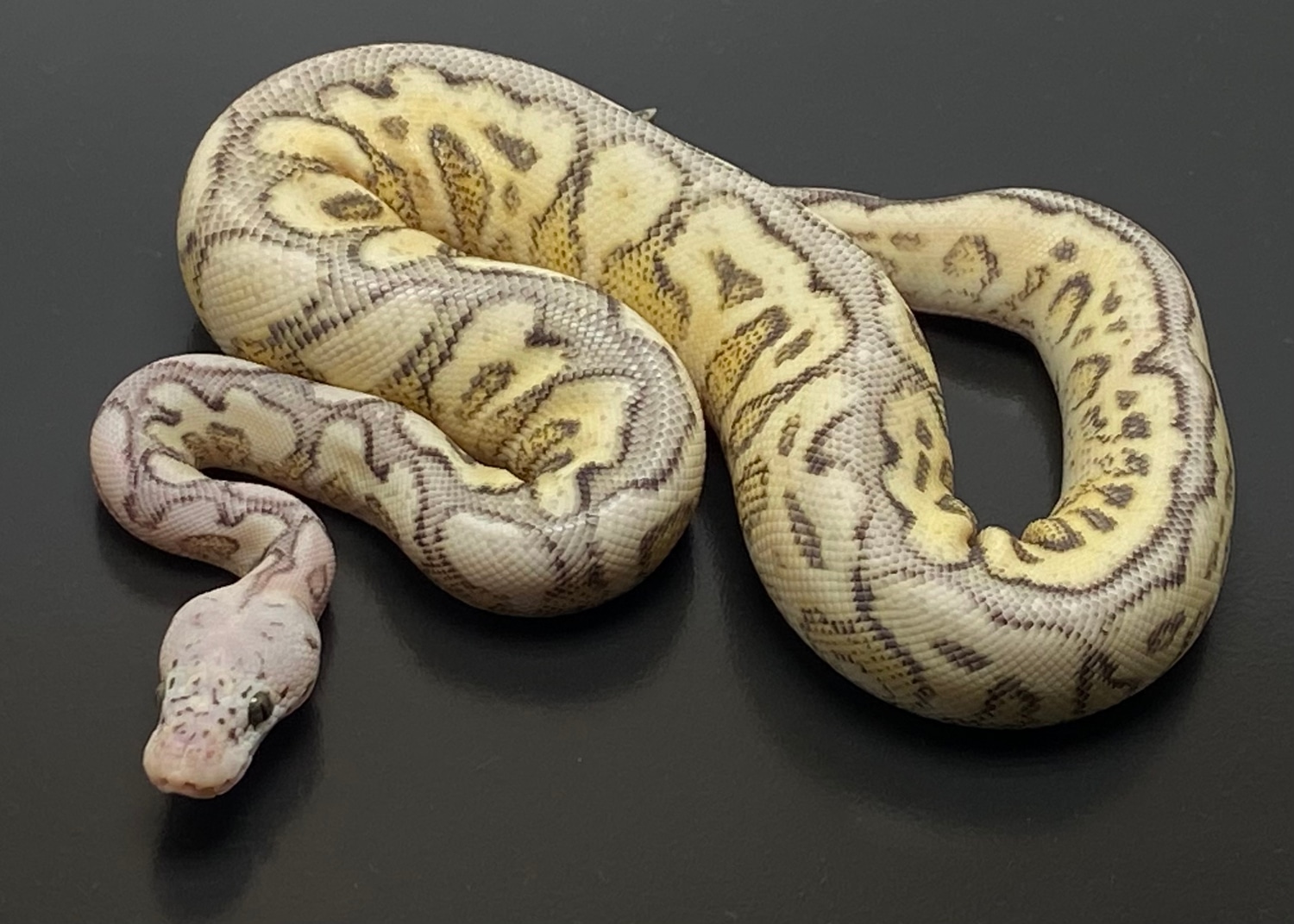 Superfly Spotnose Yellow Belly Clown Ball Python by Serpentine Exotics ...