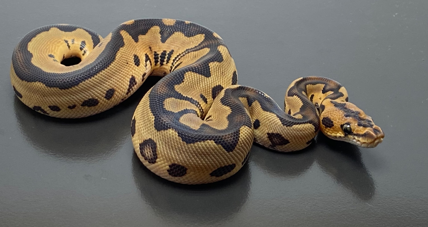 Leopard Clown Ball Python by Serpentine Exotics - MorphMarket